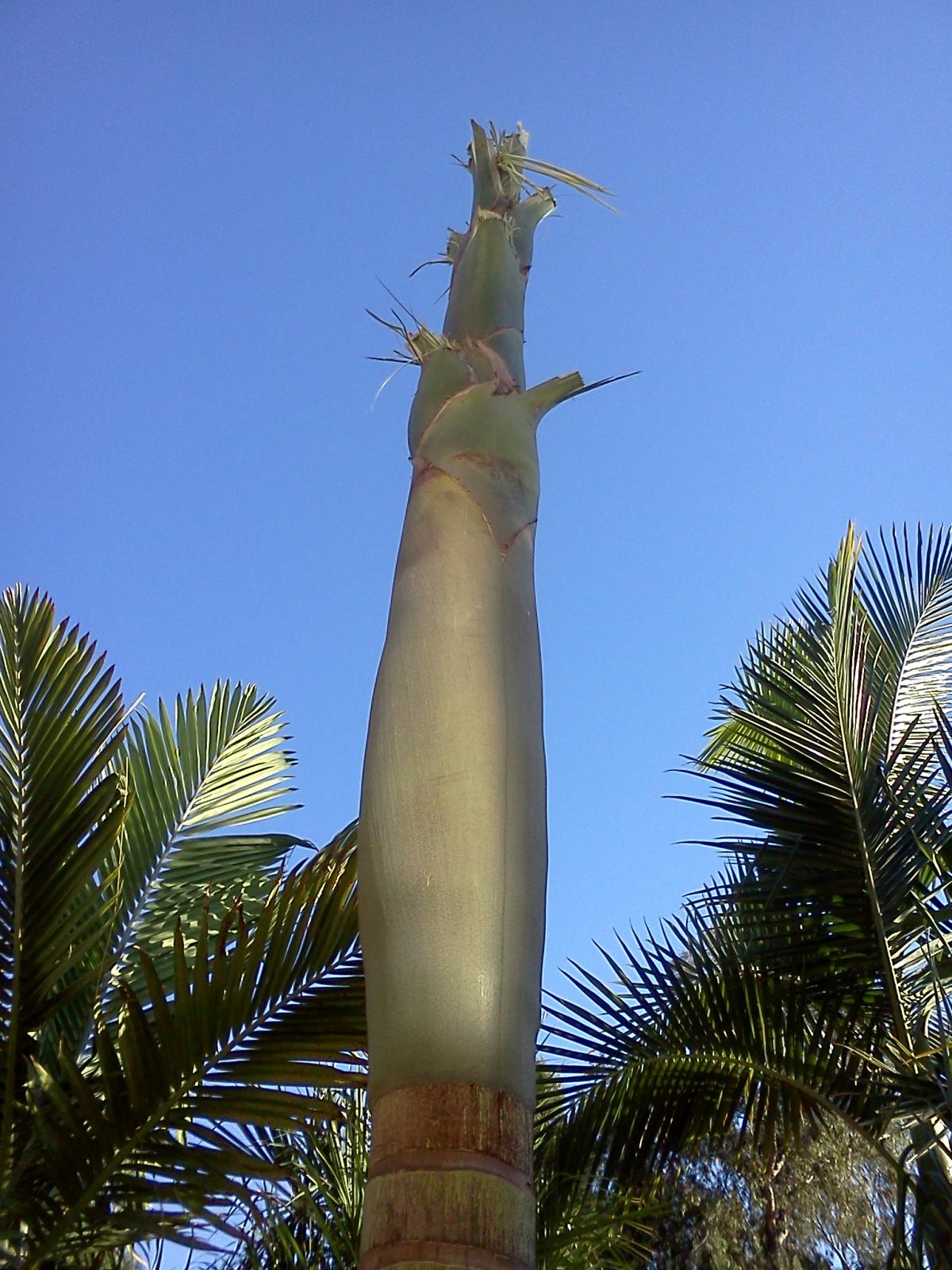 To chop, or not to chop, that is the question. - DISCUSSING PALM TREES ...