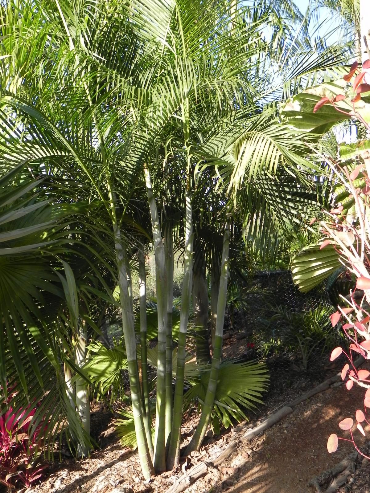 clumping Dypsis perfection - DISCUSSING PALM TREES WORLDWIDE - PalmTalk