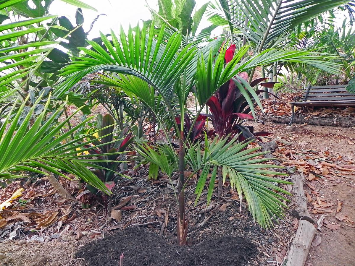 A fork in the palmy path - DISCUSSING PALM TREES WORLDWIDE - PalmTalk