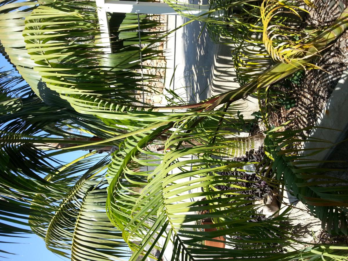 Dypsis heteromorpha nice form - DISCUSSING PALM TREES WORLDWIDE - PalmTalk