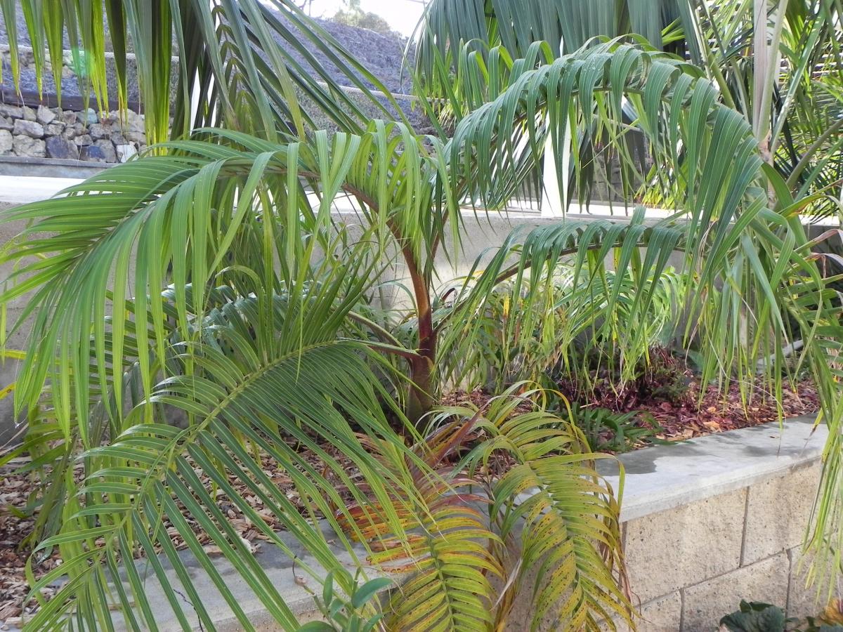 Dypsis heteromorpha getting large - DISCUSSING PALM TREES WORLDWIDE ...