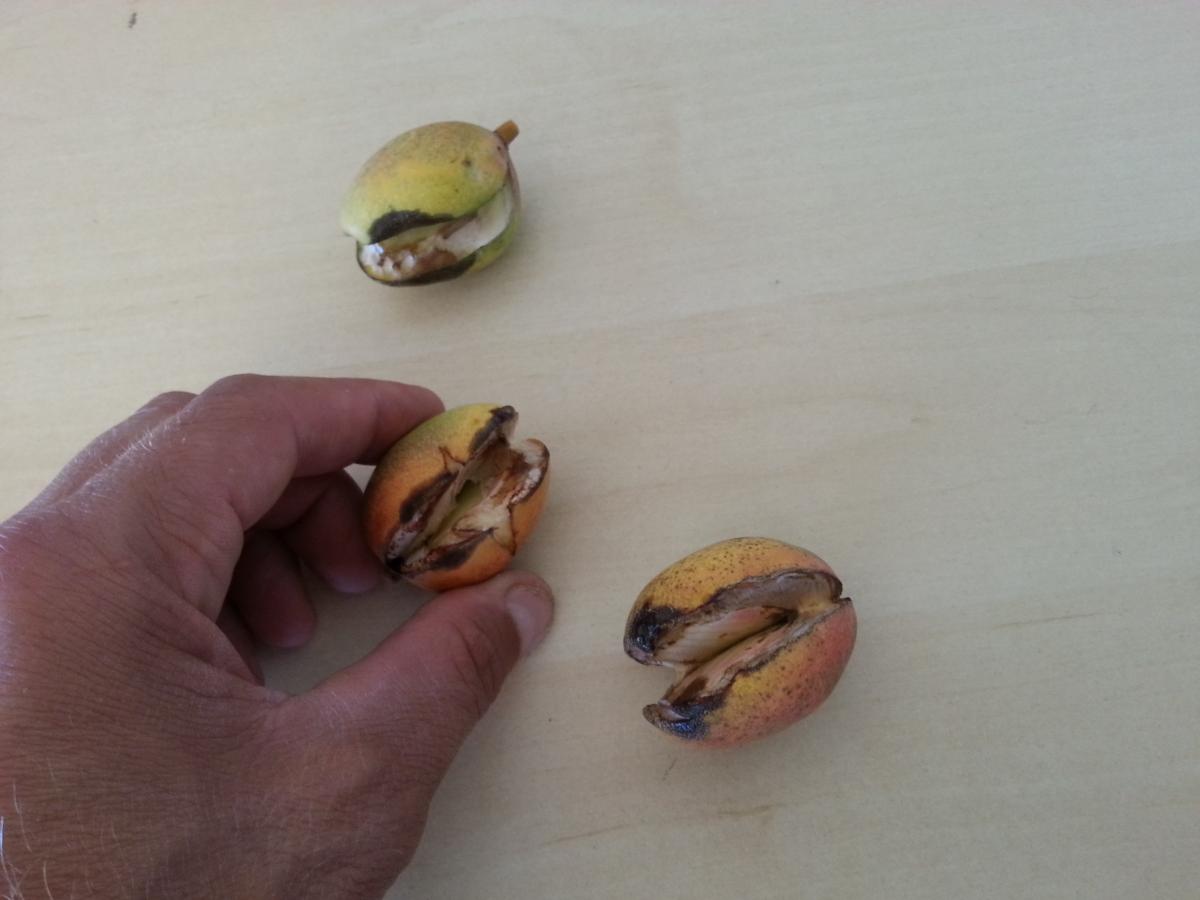 Splitting Mangoes - TROPICAL LOOKING PLANTS - Other Than Palms - PalmTalk