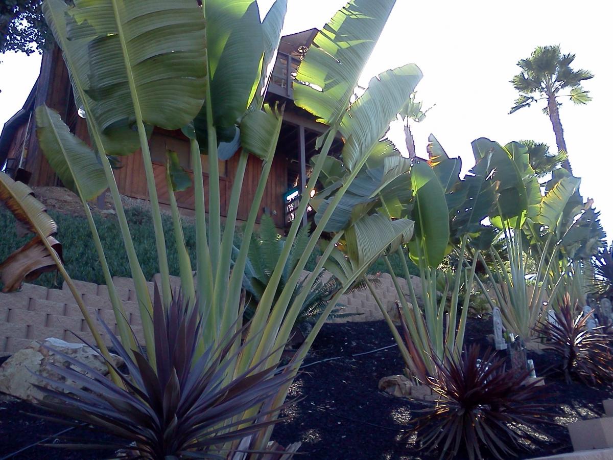 Ravenala mad. Group - TROPICAL LOOKING PLANTS - Other Than Palms - PalmTalk