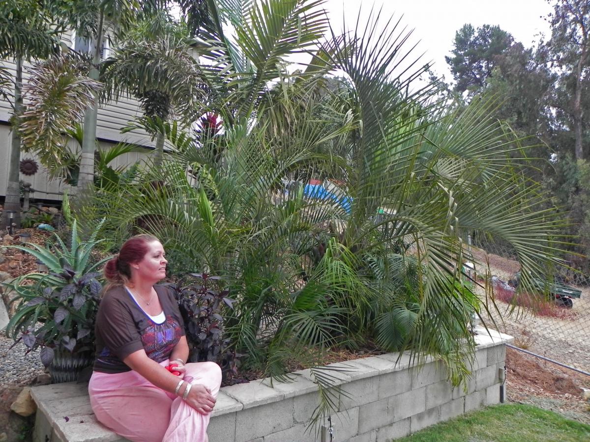 Dypsis heteromorpha getting large - DISCUSSING PALM TREES WORLDWIDE ...