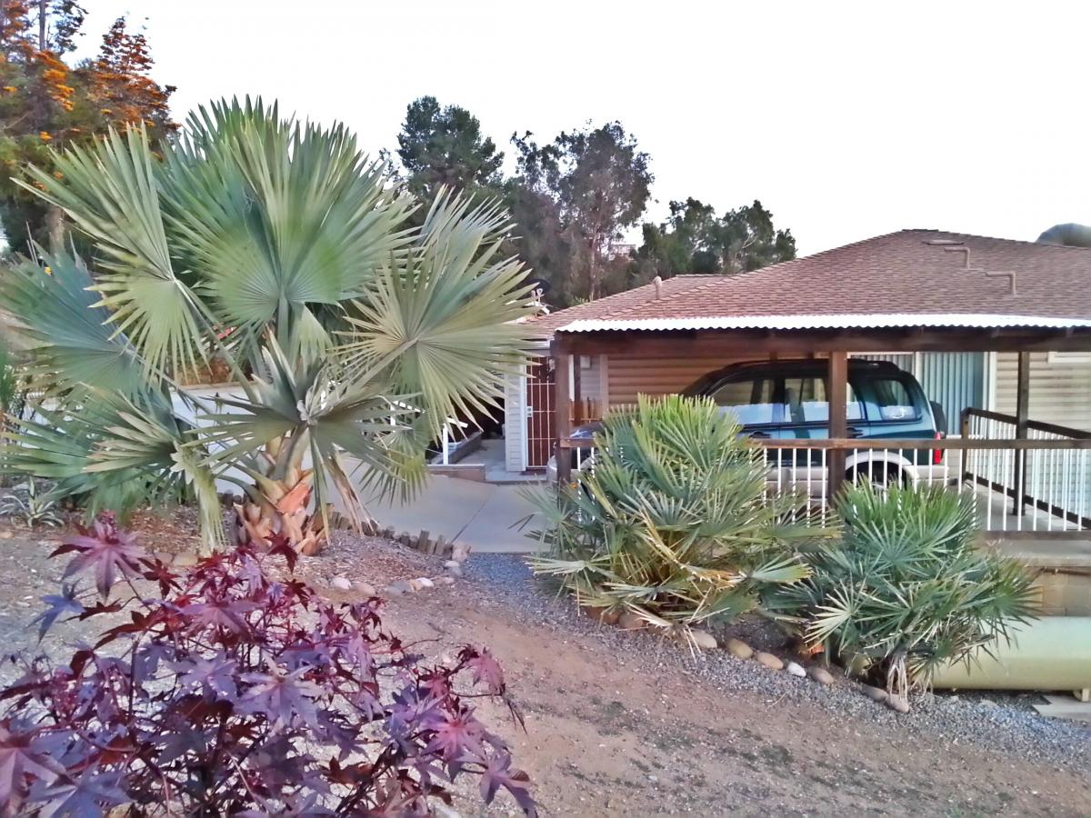 Big Hen & Little Chicks - DISCUSSING PALM TREES WORLDWIDE - PalmTalk
