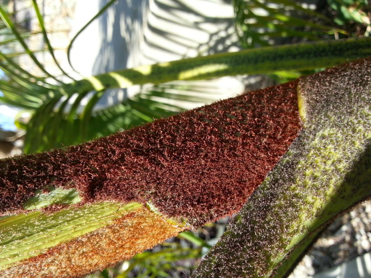 Dypsis heteromorpha nice form - DISCUSSING PALM TREES WORLDWIDE - PalmTalk