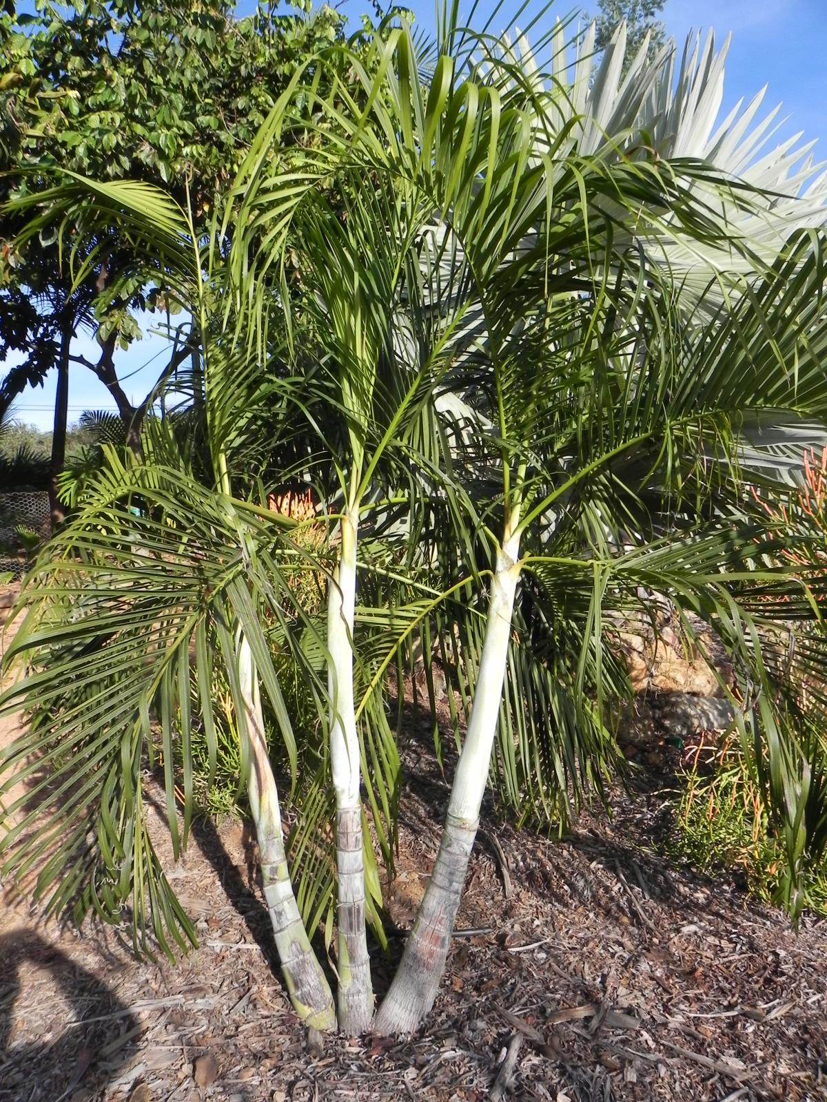 clumping Dypsis perfection - DISCUSSING PALM TREES WORLDWIDE - PalmTalk