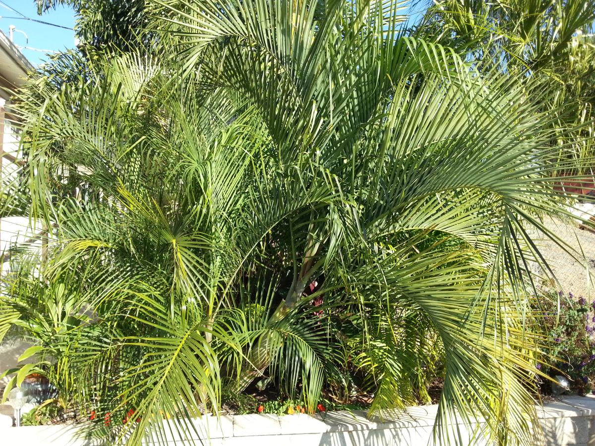 Shaping of a clumping Dypsis - DISCUSSING PALM TREES WORLDWIDE - PalmTalk
