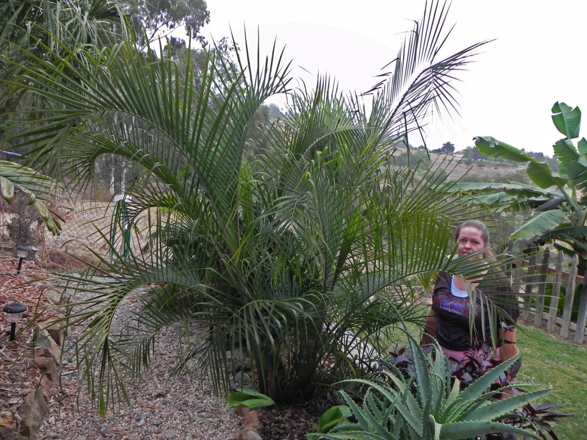 Dypsis heteromorpha getting large - DISCUSSING PALM TREES WORLDWIDE ...