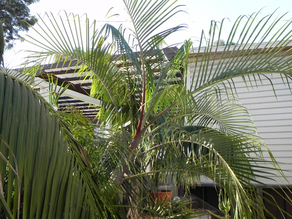 Is the real dypsis heteromorpha in cultivation anywhere? - DISCUSSING ...