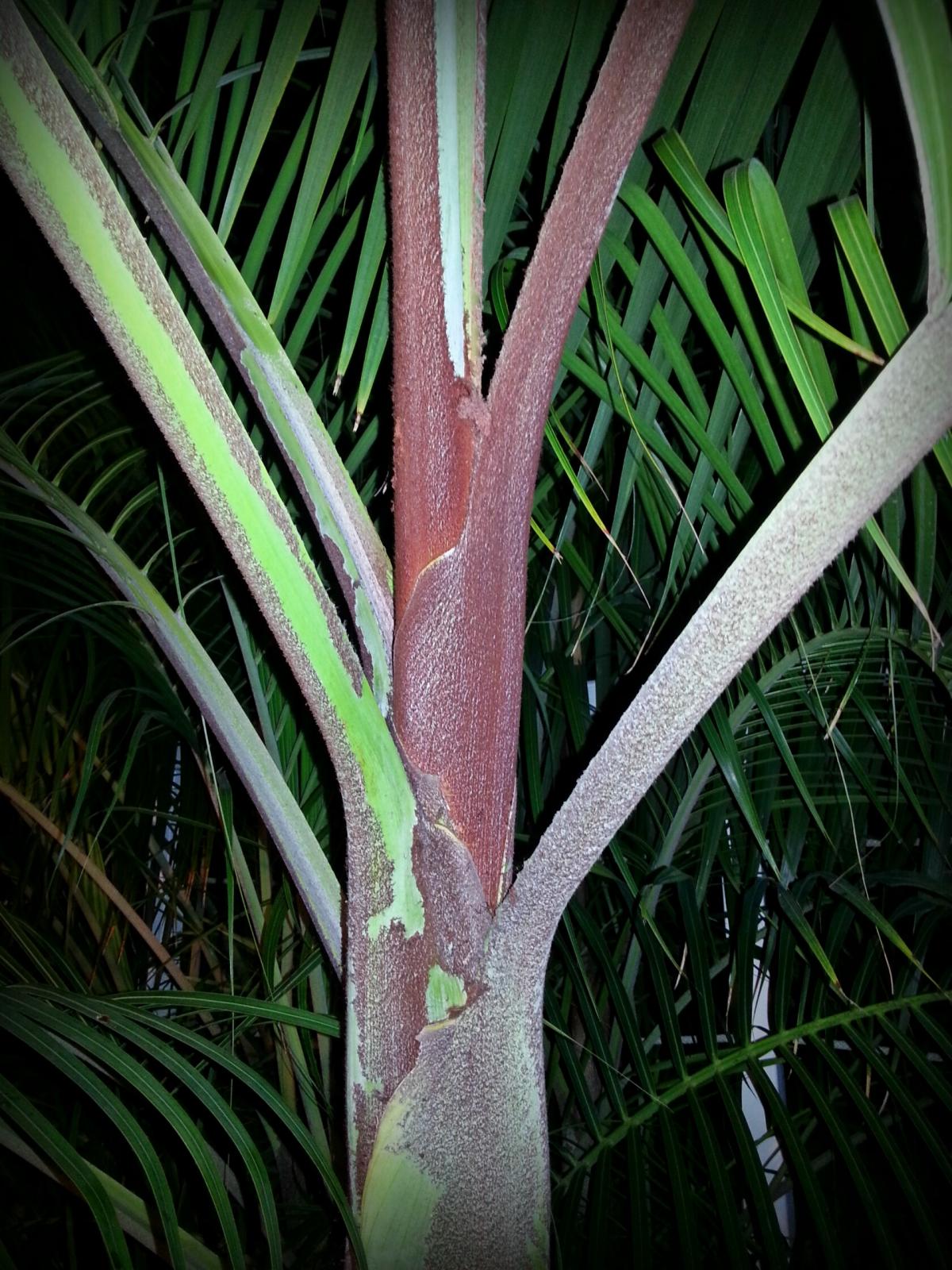 the fuzz man! - DISCUSSING PALM TREES WORLDWIDE - PalmTalk