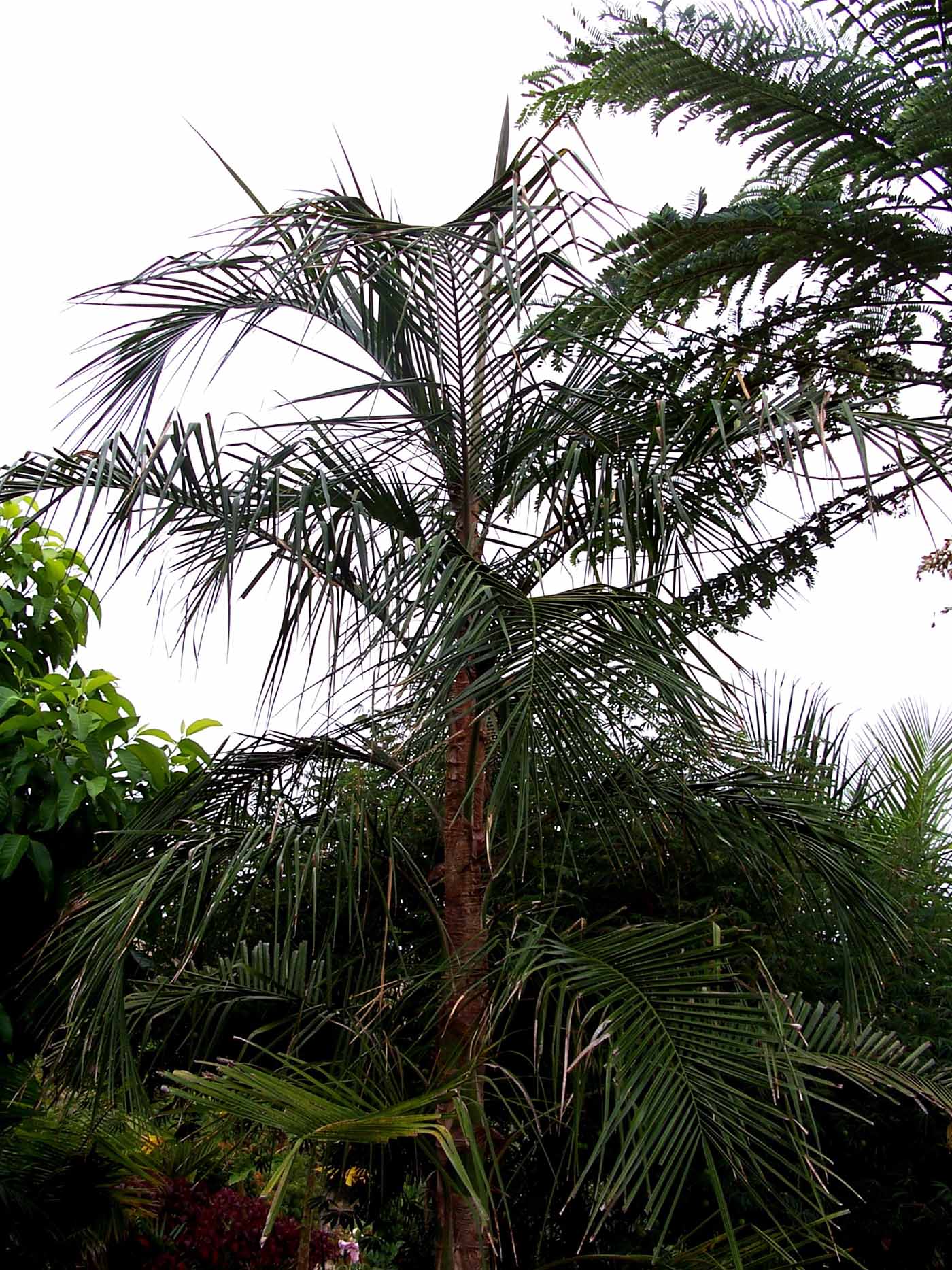 Syagrus botryophora - DISCUSSING PALM TREES WORLDWIDE - PalmTalk