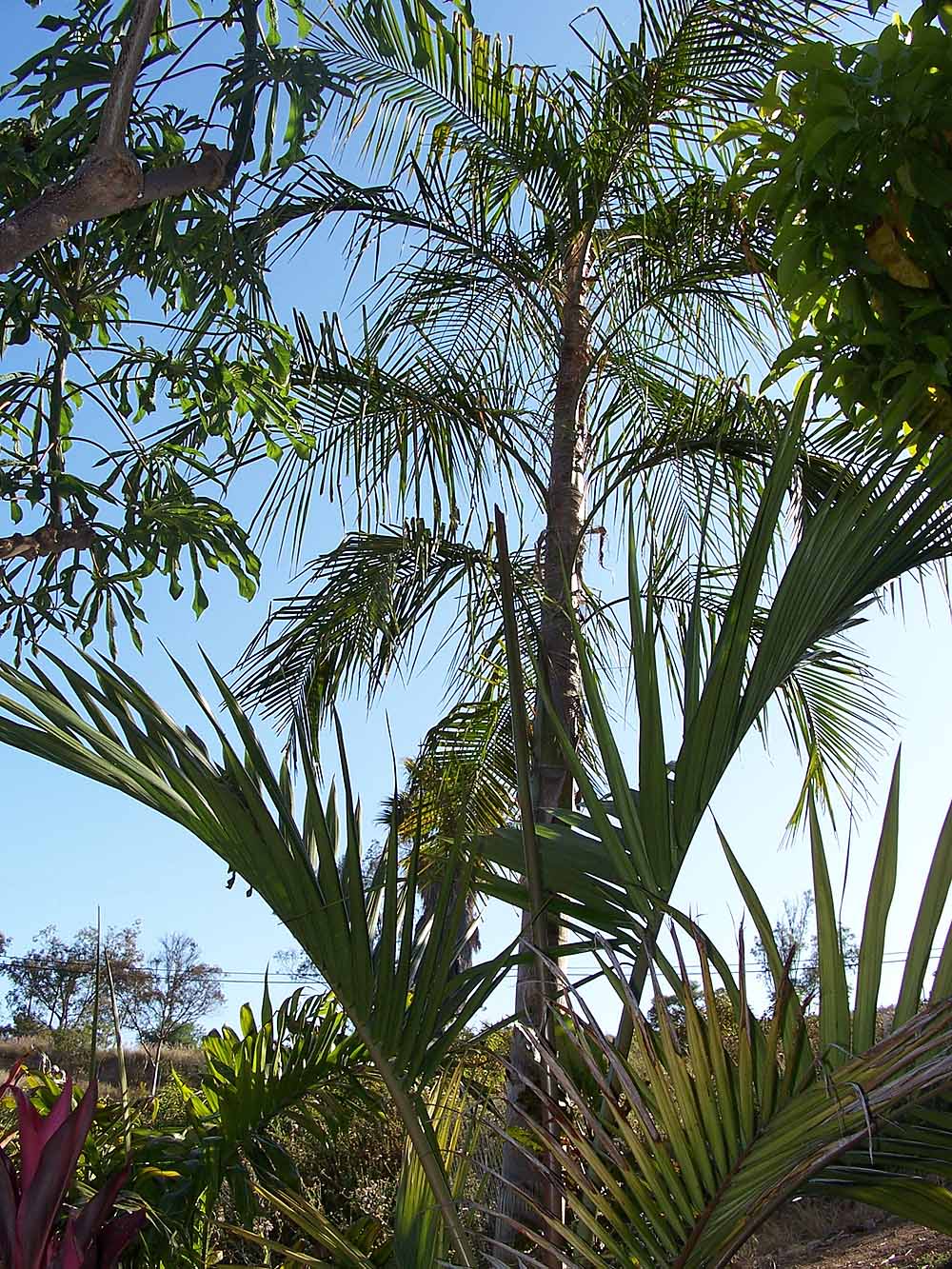 Kentiopsis pyriformis & Syagrus botryophora - DISCUSSING PALM TREES ...