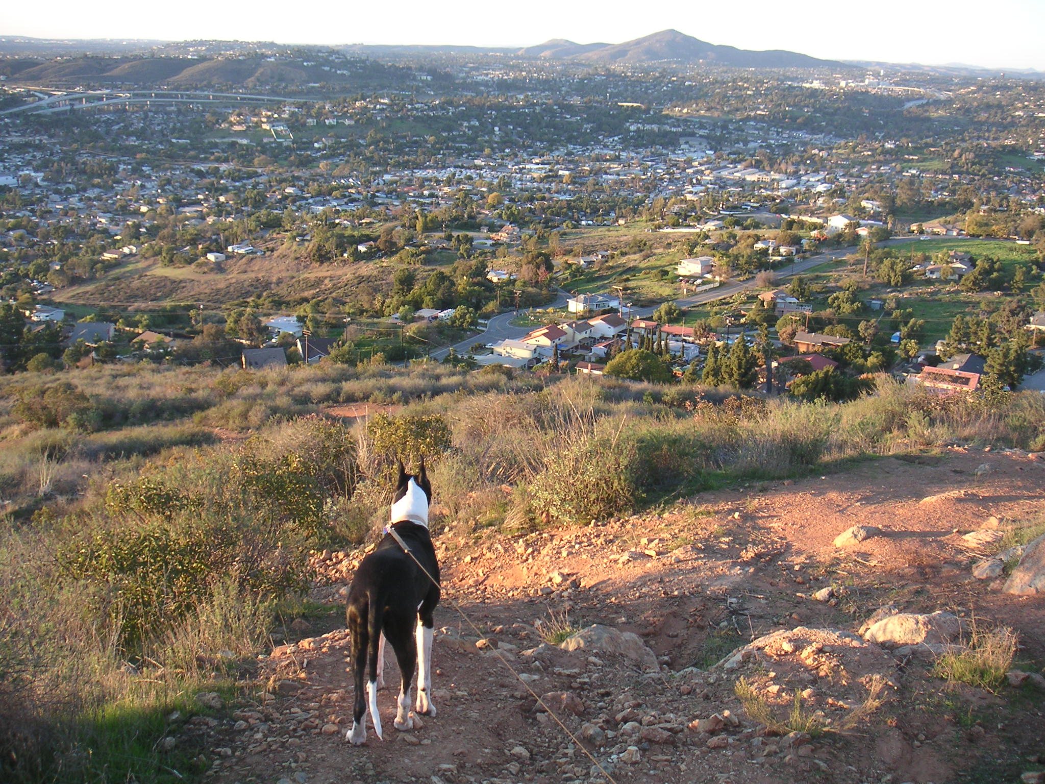 damn gophers! - DISCUSSING PALM TREES WORLDWIDE - PalmTalk
