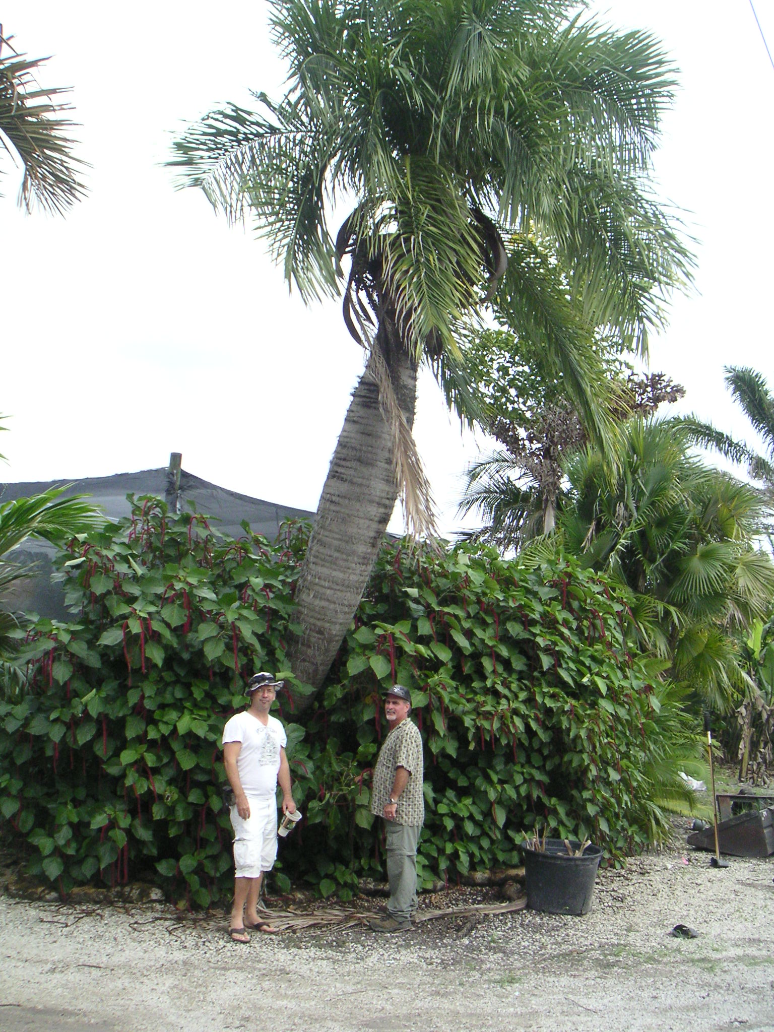 The "Other" Cuban Belly Palm - DISCUSSING PALM TREES WORLDWIDE - PalmTalk