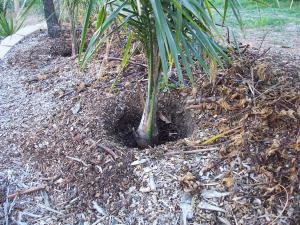 The base of the palm - DISCUSSING PALM TREES WORLDWIDE - PalmTalk