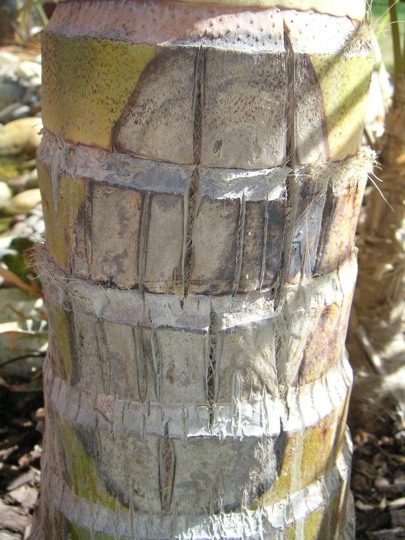 Pink Rot - DISCUSSING PALM TREES WORLDWIDE - PalmTalk