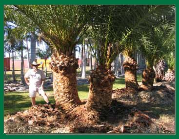 Clumping Phoenix together - DISCUSSING PALM TREES WORLDWIDE - PalmTalk
