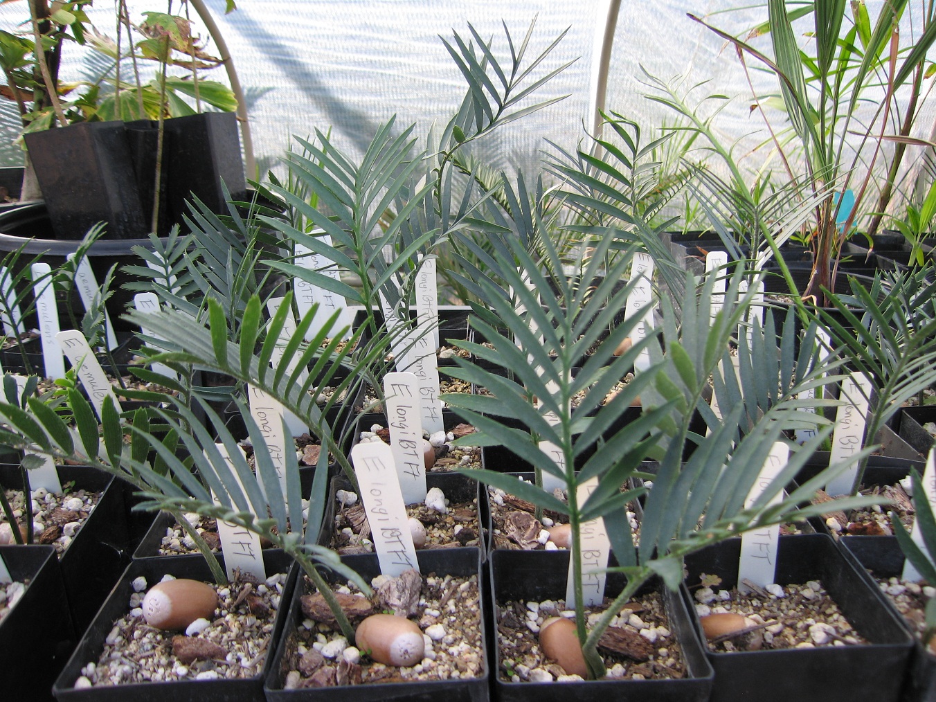 Encephalartos longifolius blunt tip fishtail blue - For Sale - PalmTalk
