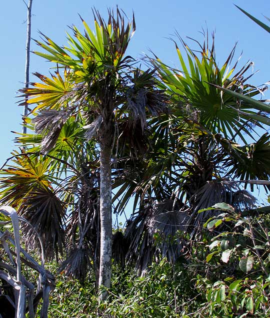 Coccothrinax readii? - DISCUSSING PALM TREES WORLDWIDE - PalmTalk