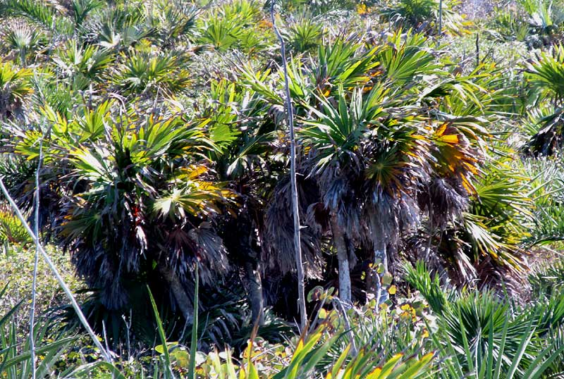 Coccothrinax readii? - DISCUSSING PALM TREES WORLDWIDE - PalmTalk