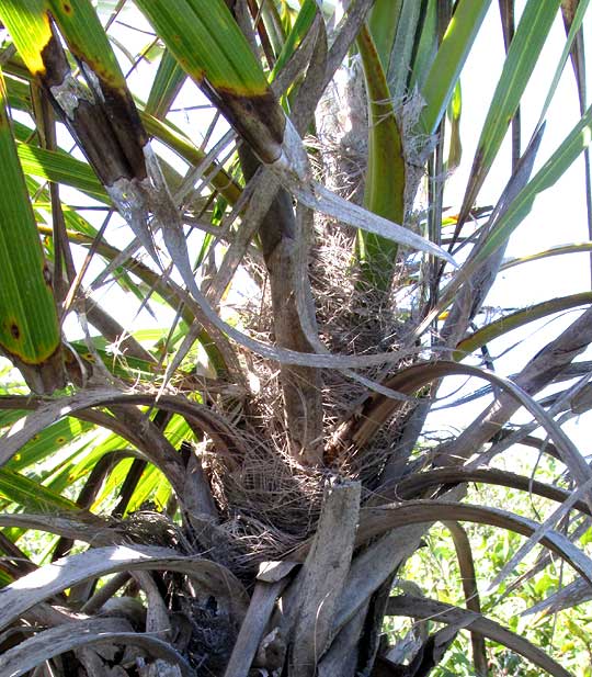 Coccothrinax readii? - DISCUSSING PALM TREES WORLDWIDE - PalmTalk