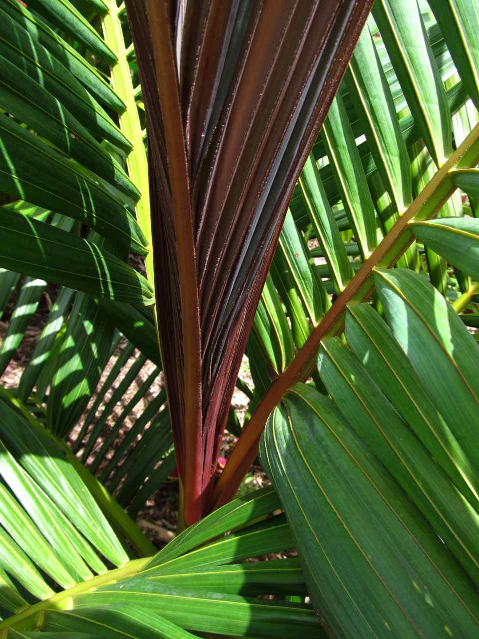 Loxococcus rupicola - DISCUSSING PALM TREES WORLDWIDE - PalmTalk