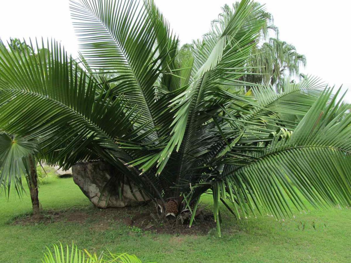 Palms from Thai biennial that caught the eye - DISCUSSING PALM TREES ...