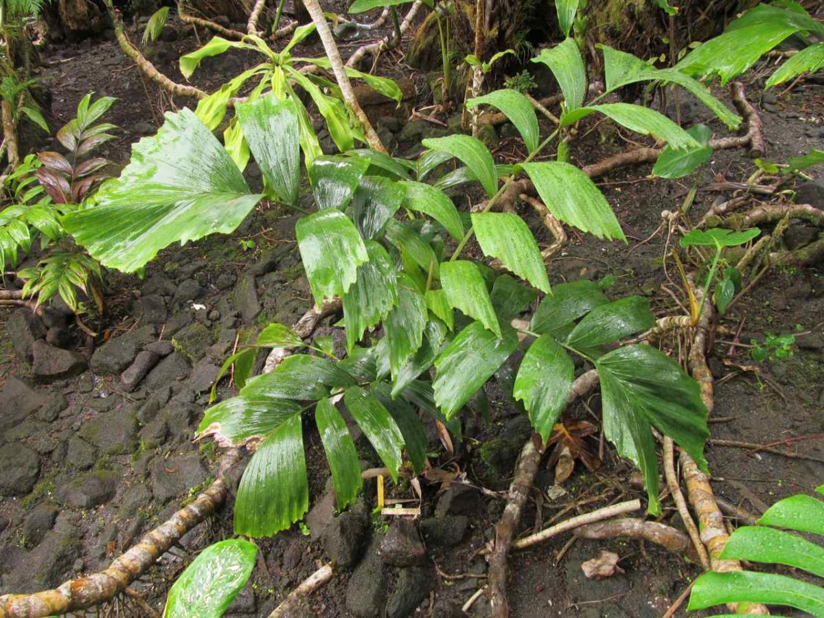 Balaka - DISCUSSING PALM TREES WORLDWIDE - PalmTalk