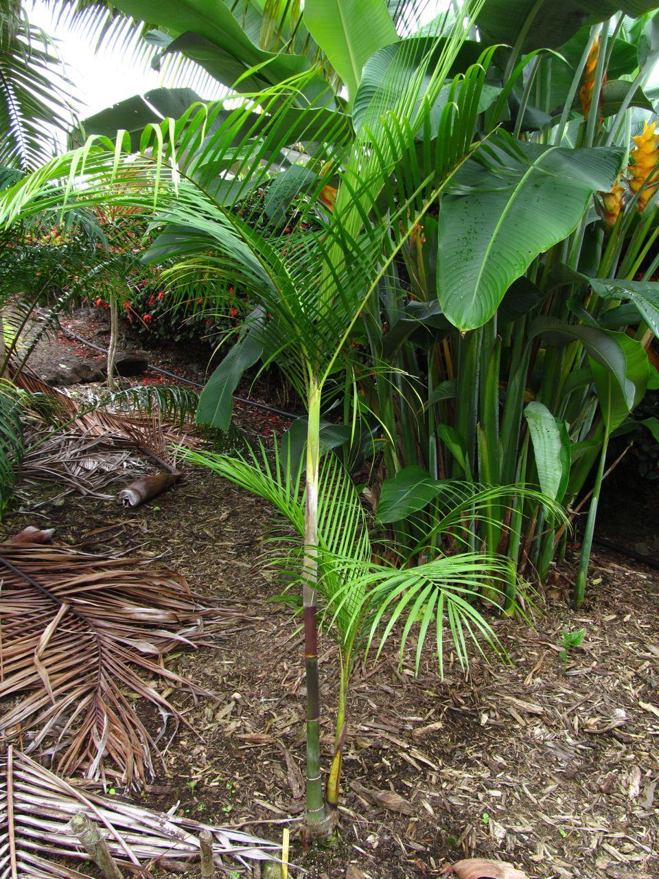 clumping Dypsis perfection - DISCUSSING PALM TREES WORLDWIDE - PalmTalk