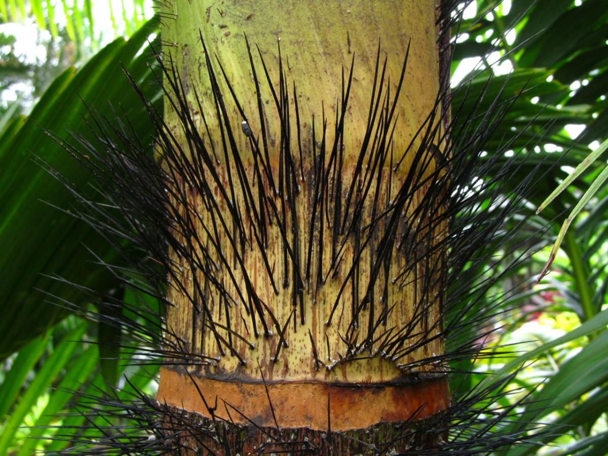 Show Some Spine....s - DISCUSSING PALM TREES WORLDWIDE - PalmTalk