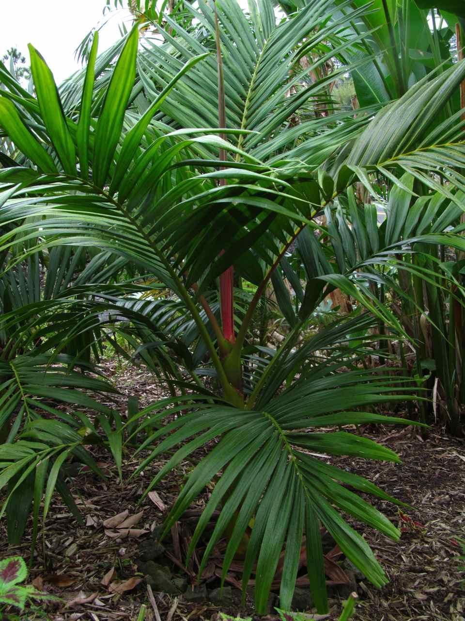 Loxococcus rupicola - DISCUSSING PALM TREES WORLDWIDE - PalmTalk