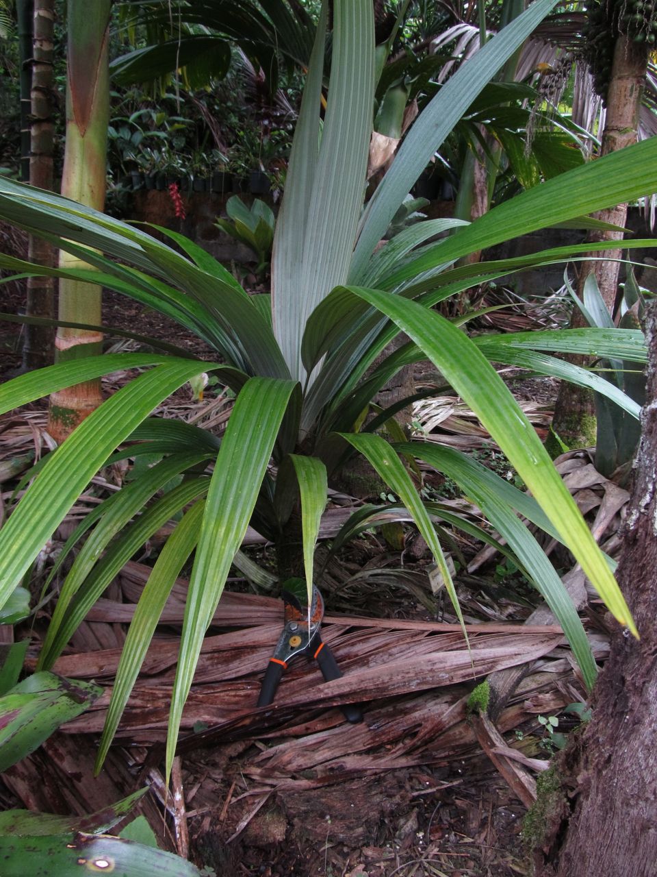 Sommieria leucophylla - DISCUSSING PALM TREES WORLDWIDE - PalmTalk