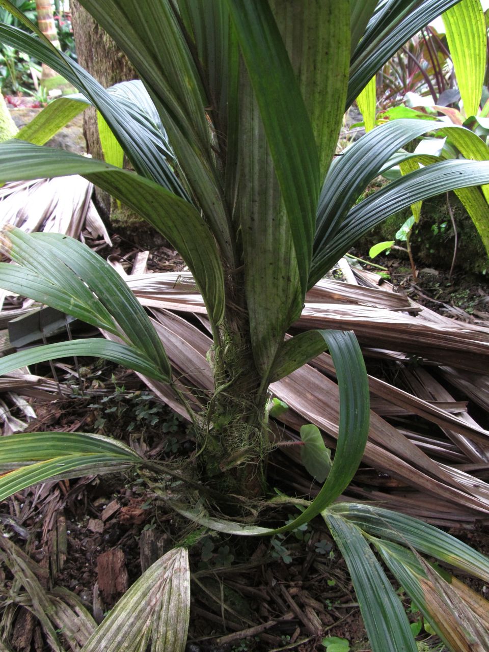 Sommieria leucophylla - DISCUSSING PALM TREES WORLDWIDE - PalmTalk