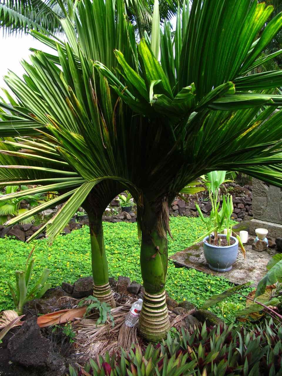 Areca catechu dwarf - DISCUSSING PALM TREES WORLDWIDE - PalmTalk