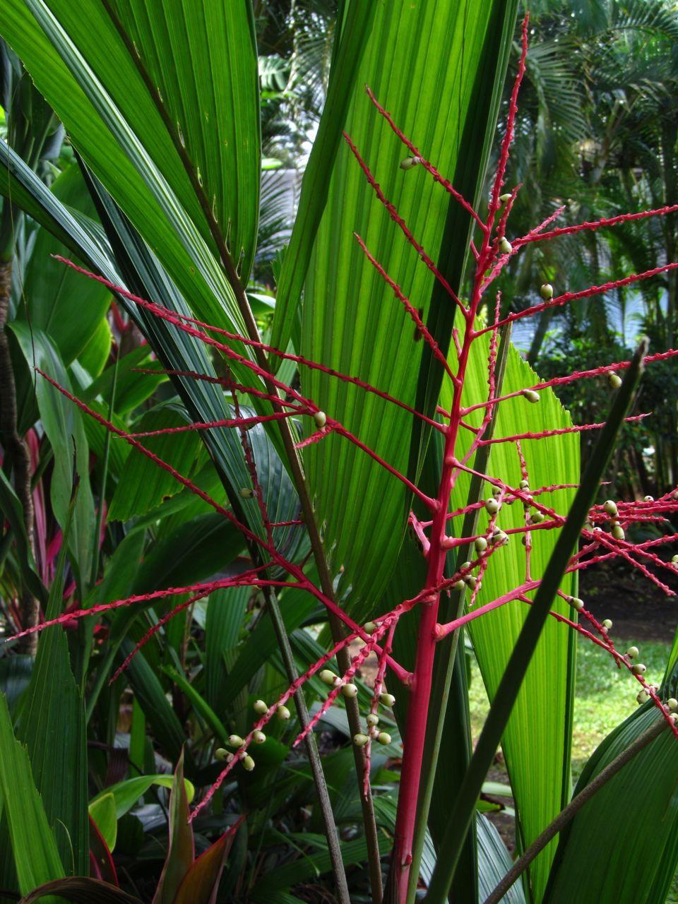 Reinhardtia gracilis inflorescence - DISCUSSING PALM TREES WORLDWIDE ...
