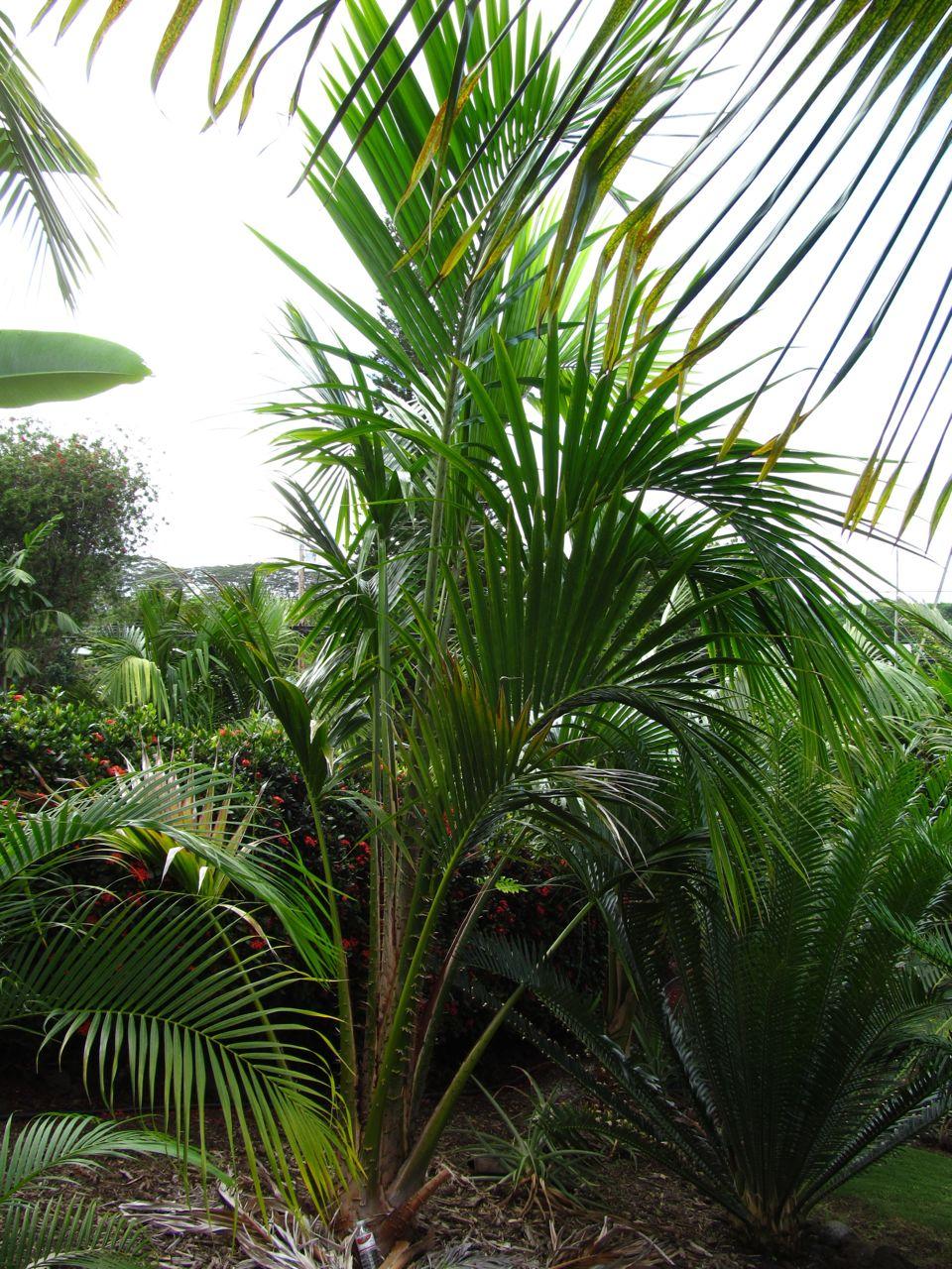 Metroxylon amicarum - need help with this palm - DISCUSSING PALM TREES ...