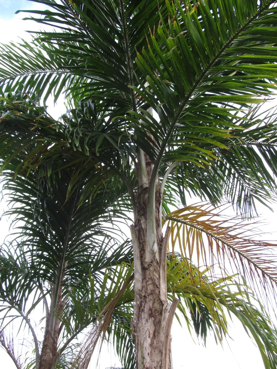 Bactris gasipaes? - DISCUSSING PALM TREES WORLDWIDE - PalmTalk