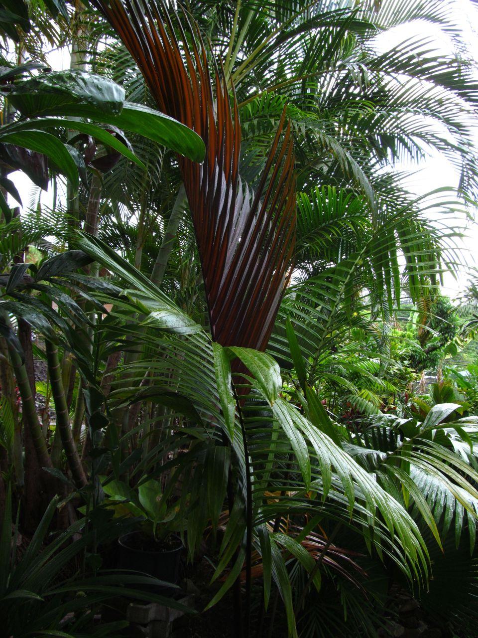 Lemur Jr. - DISCUSSING PALM TREES WORLDWIDE - PalmTalk