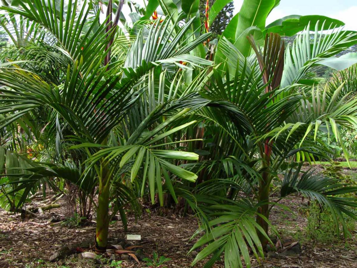 Loxococcus rupicola - DISCUSSING PALM TREES WORLDWIDE - PalmTalk