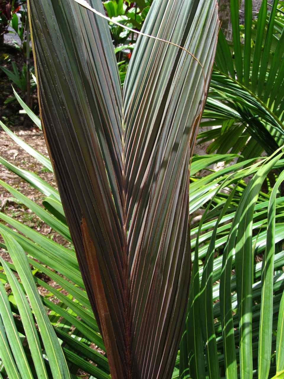 Loxococcus rupicola - DISCUSSING PALM TREES WORLDWIDE - PalmTalk