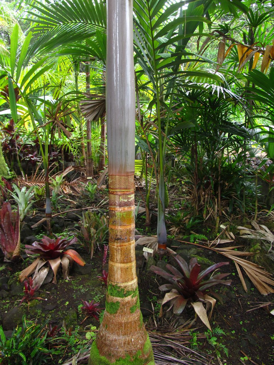 Palms and the Color Purple - DISCUSSING PALM TREES WORLDWIDE - PalmTalk