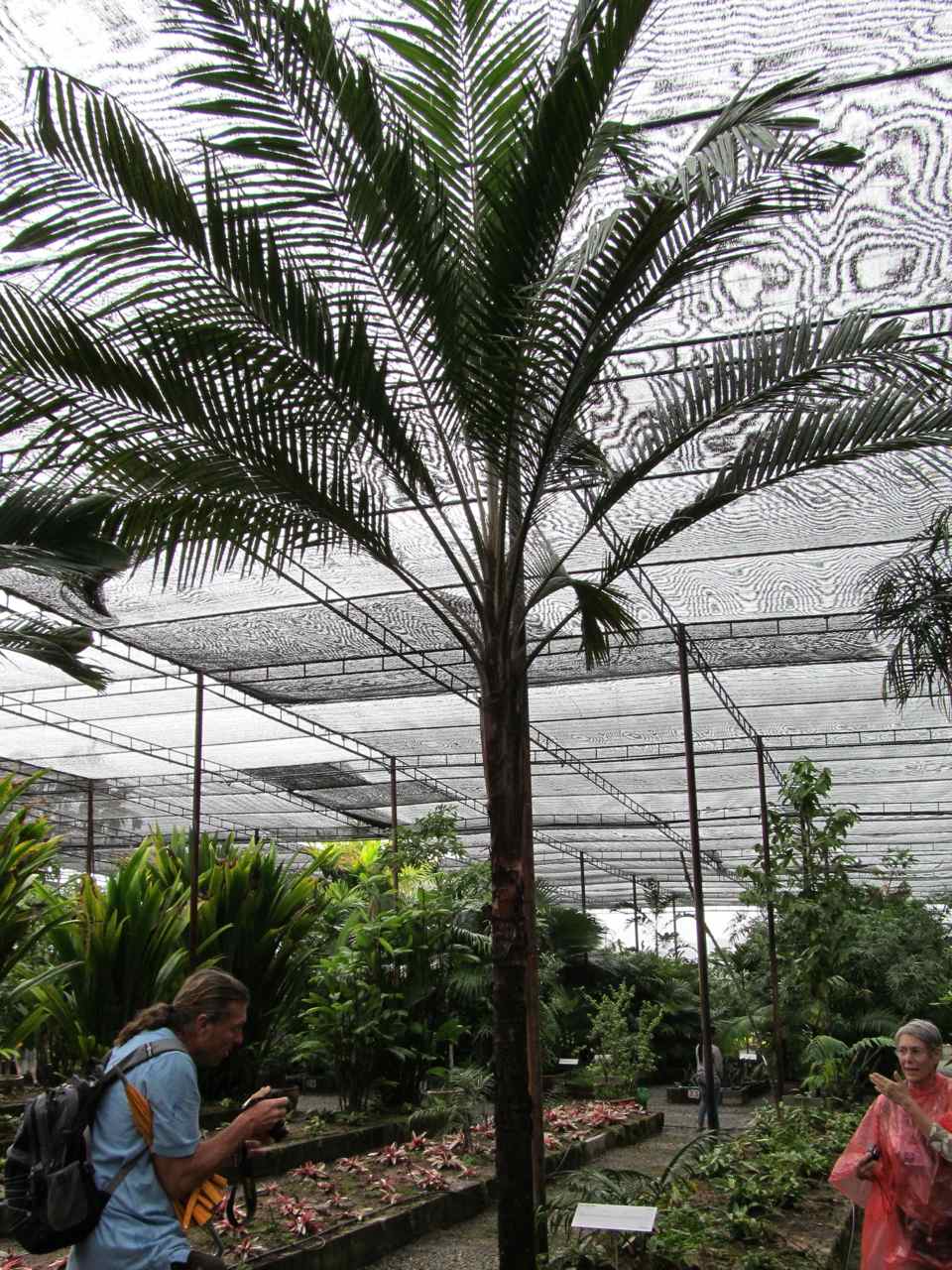 Reinhardtia paiewonskiana - DISCUSSING PALM TREES WORLDWIDE - PalmTalk