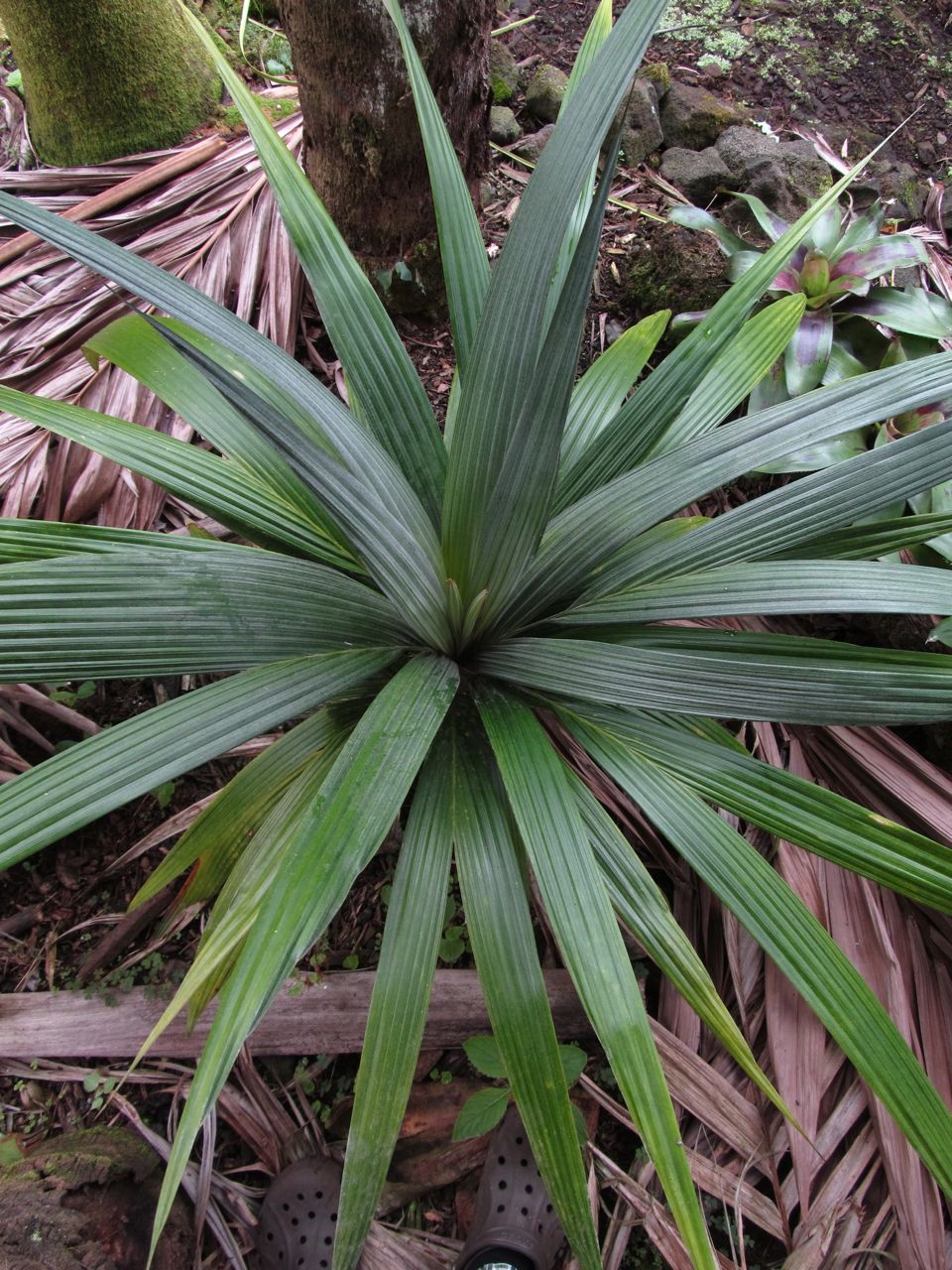 Sommieria leucophylla - DISCUSSING PALM TREES WORLDWIDE - PalmTalk