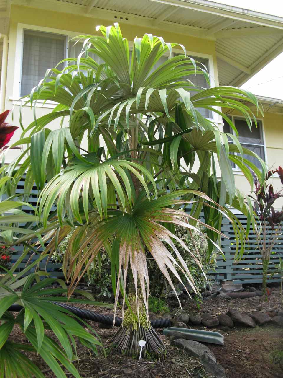 lets see your STILT ROOT PALMS............ - DISCUSSING PALM TREES ...