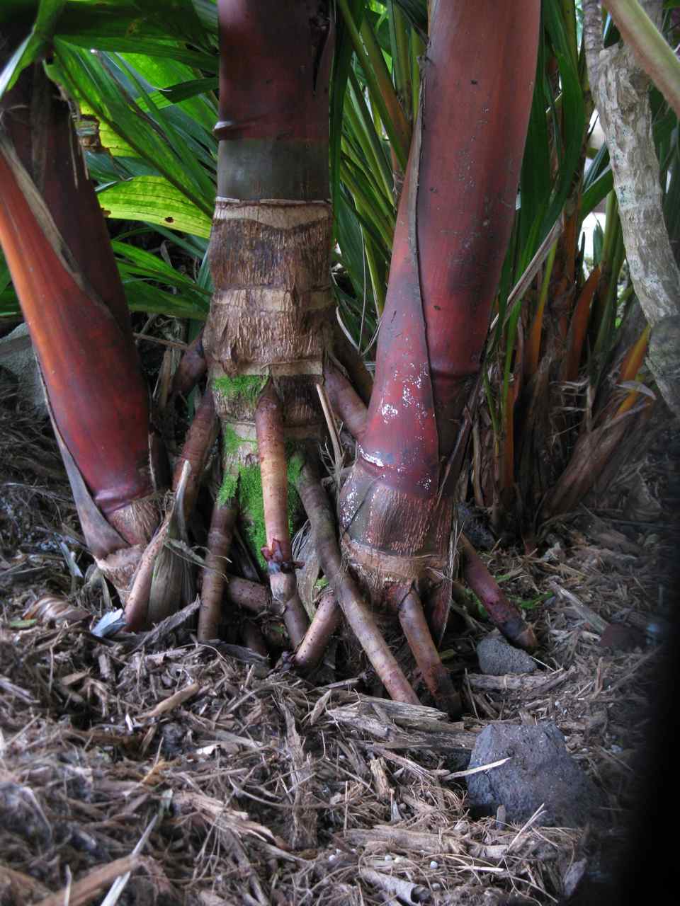 lets see your STILT ROOT PALMS............ - DISCUSSING PALM TREES ...