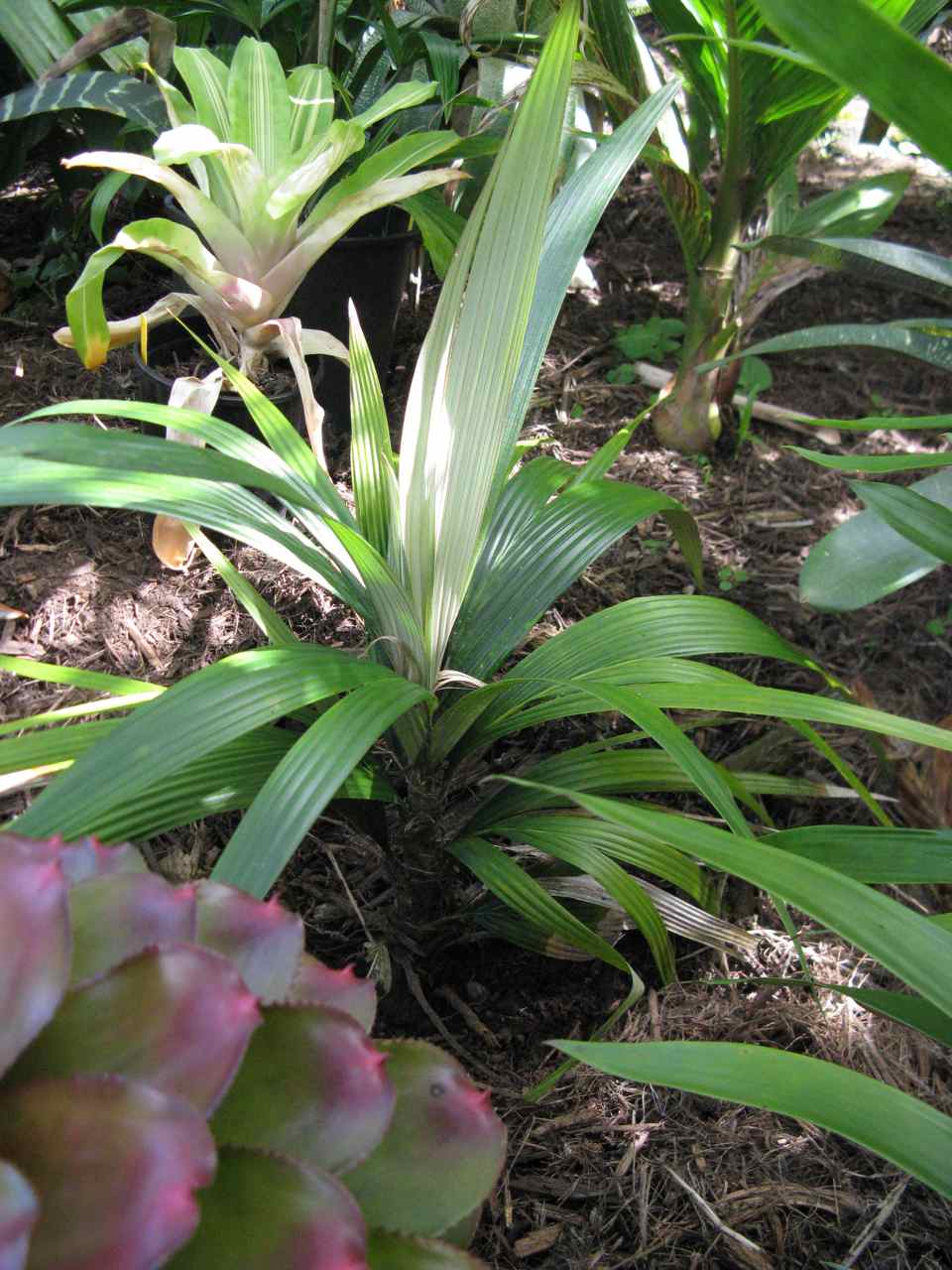 Sommieria leucophylla seedlings - DISCUSSING PALM TREES WORLDWIDE ...