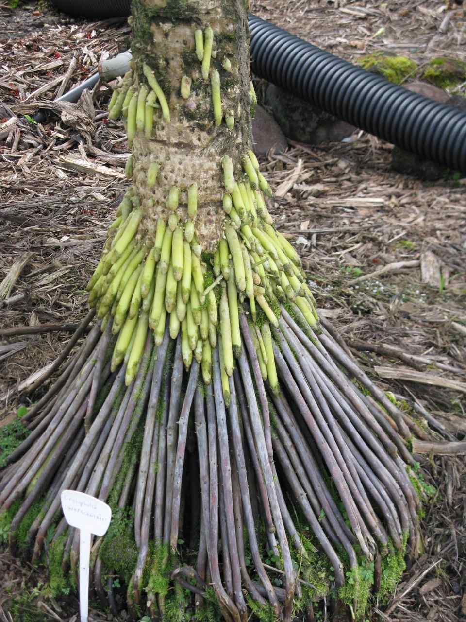 lets see your STILT ROOT PALMS............ - DISCUSSING PALM TREES ...