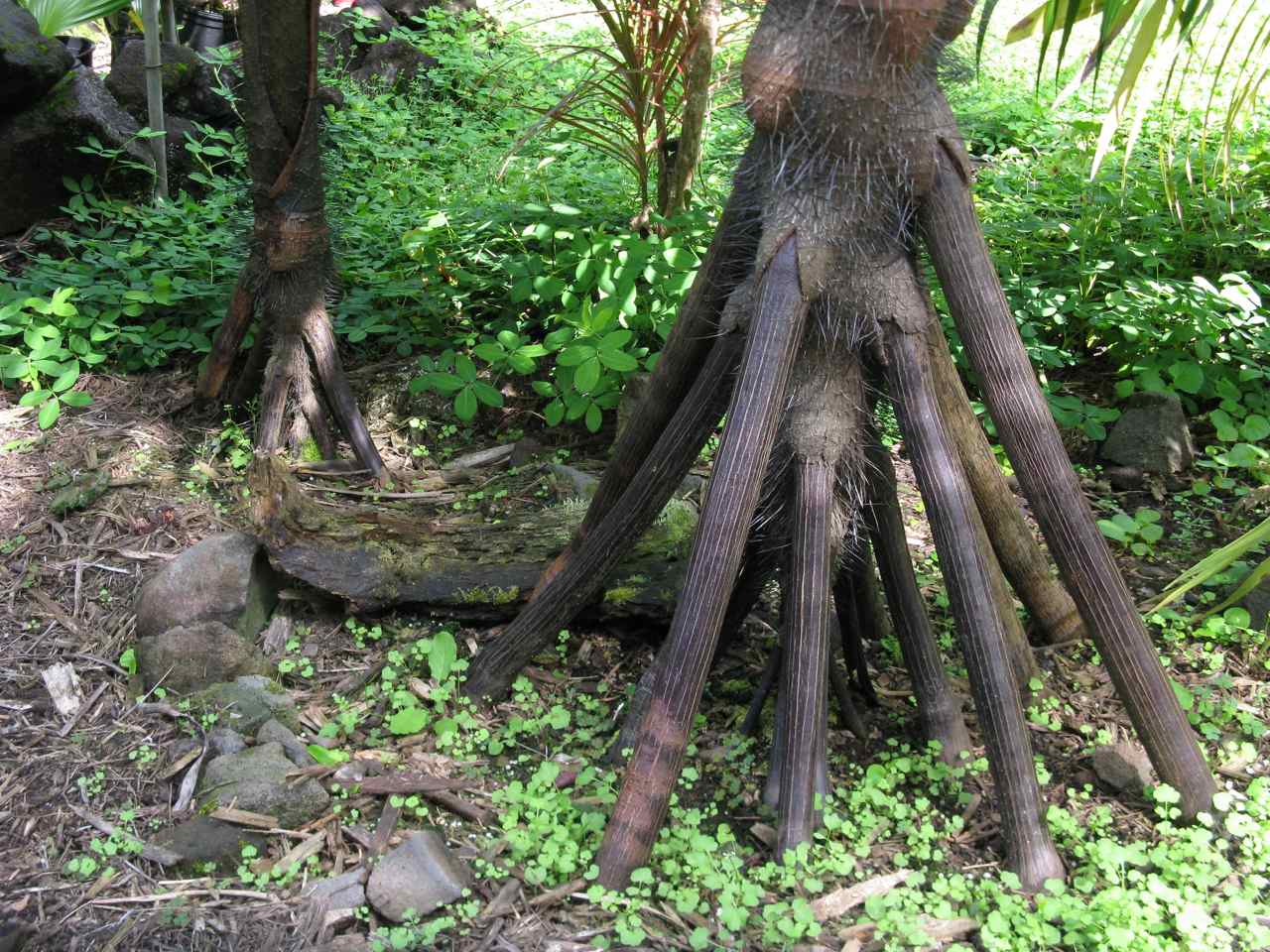 lets see your STILT ROOT PALMS............ - DISCUSSING PALM TREES ...