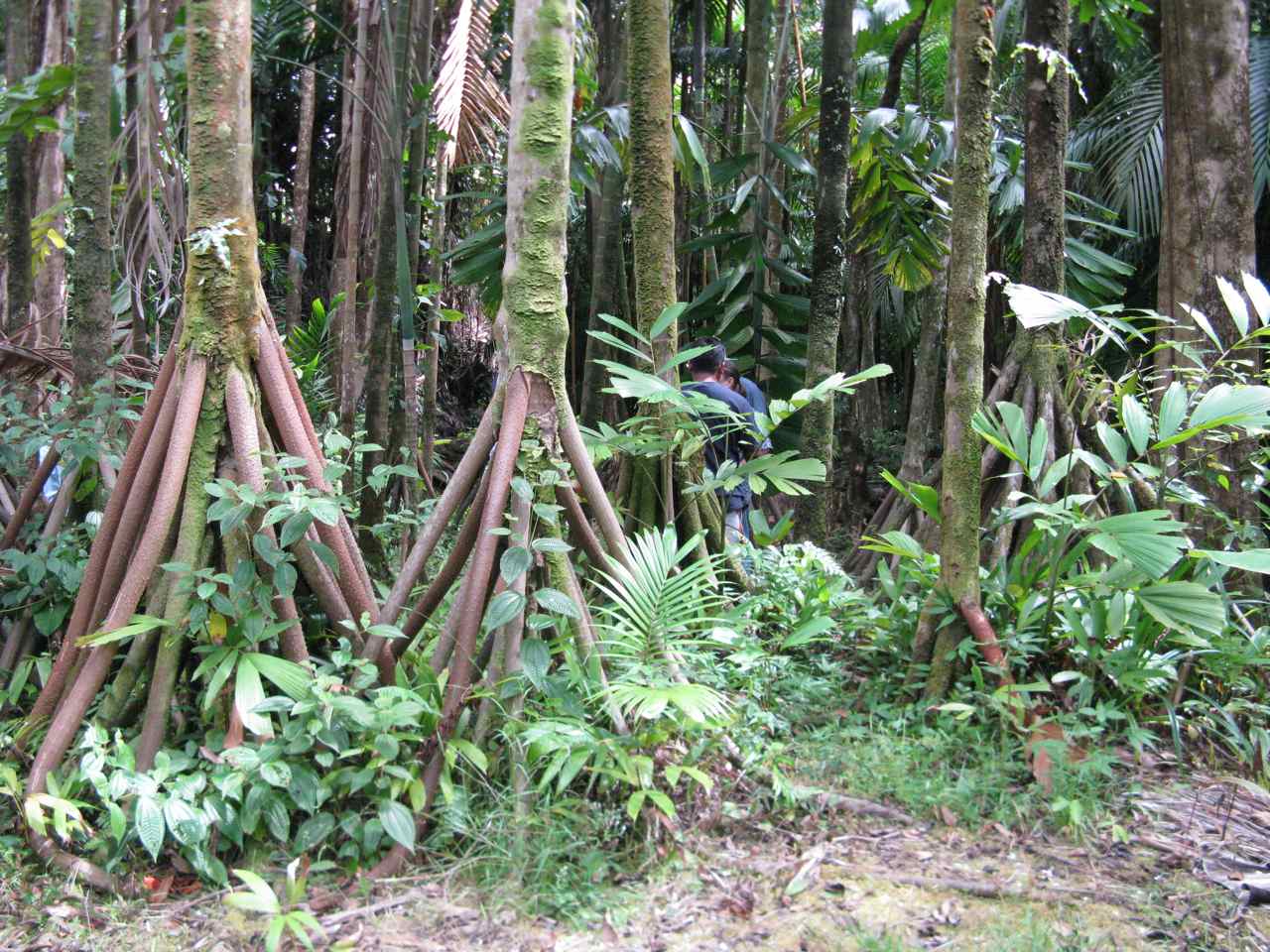 lets see your STILT ROOT PALMS............ - DISCUSSING PALM TREES ...